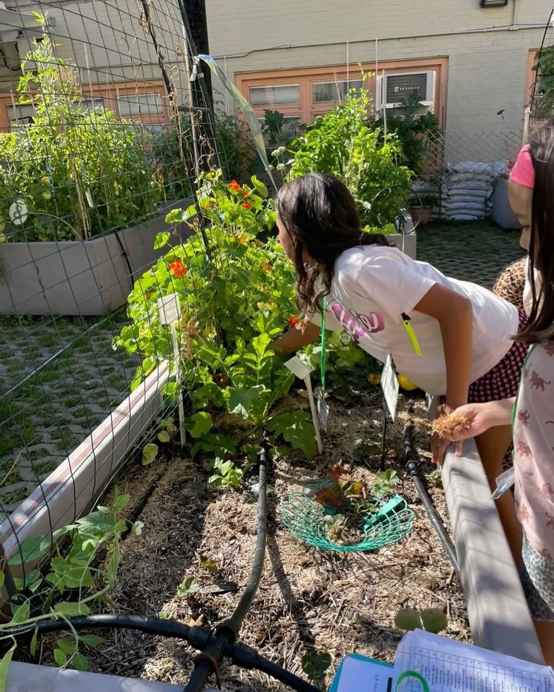 PS 84: Our school garden - Beazers Garden Education